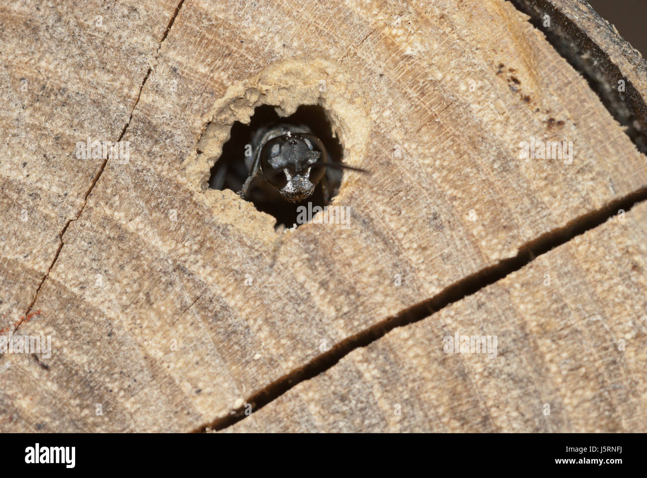Crabronidae solitary wasp (Trypoxylon figulus) female looking out of ...