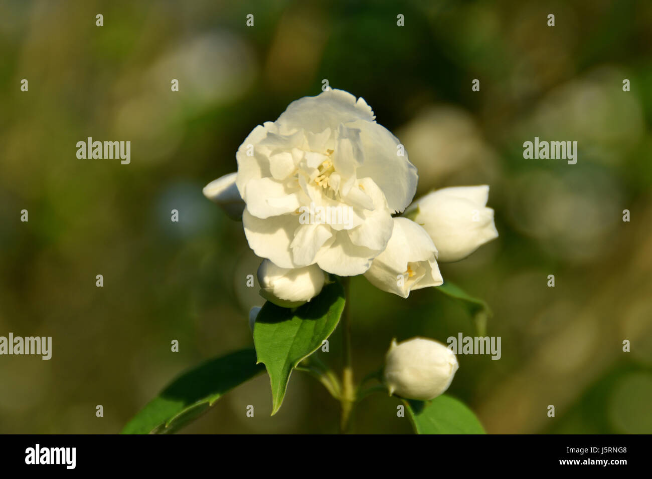 Sweet mock-orange bush blooming Stock Photo - Alamy