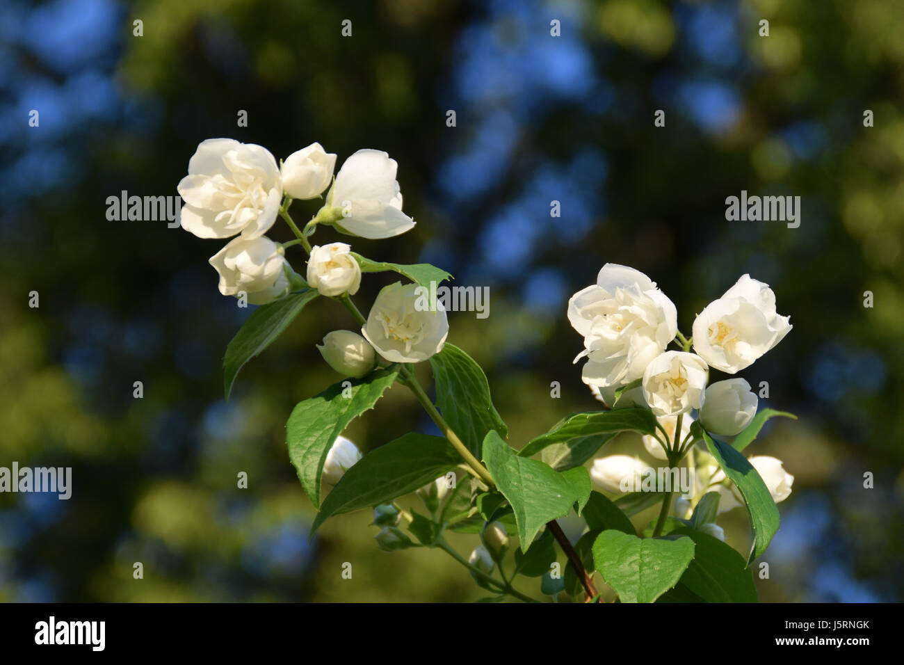 Sweet mock-orange bush blooming Stock Photo - Alamy
