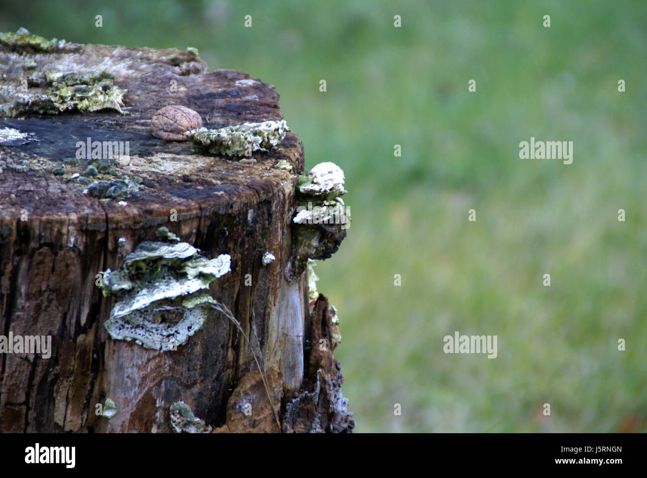 Truncated tree hi-res stock photography and images - Alamy