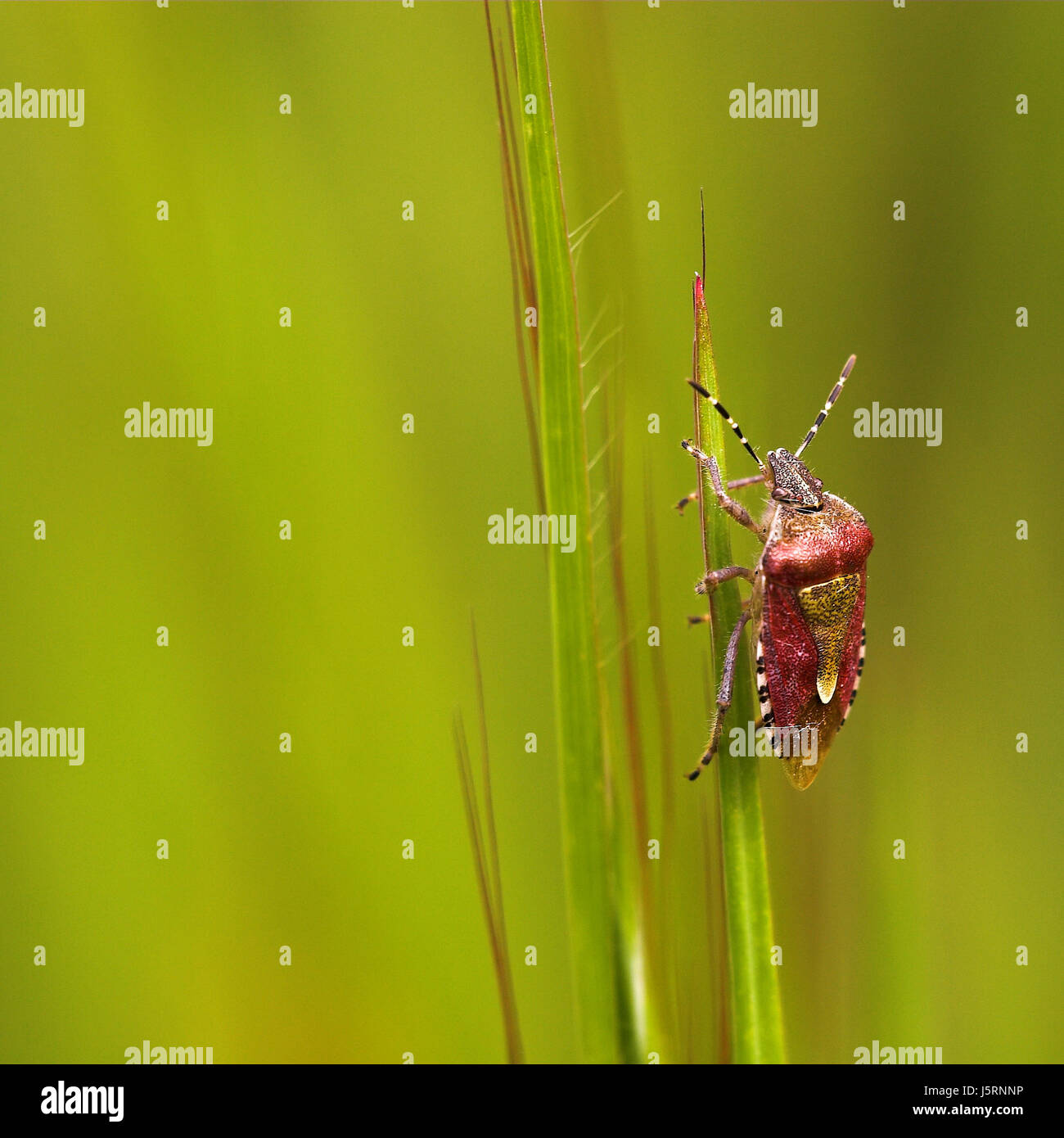 Pentatomidae insect hi-res stock photography and images - Alamy