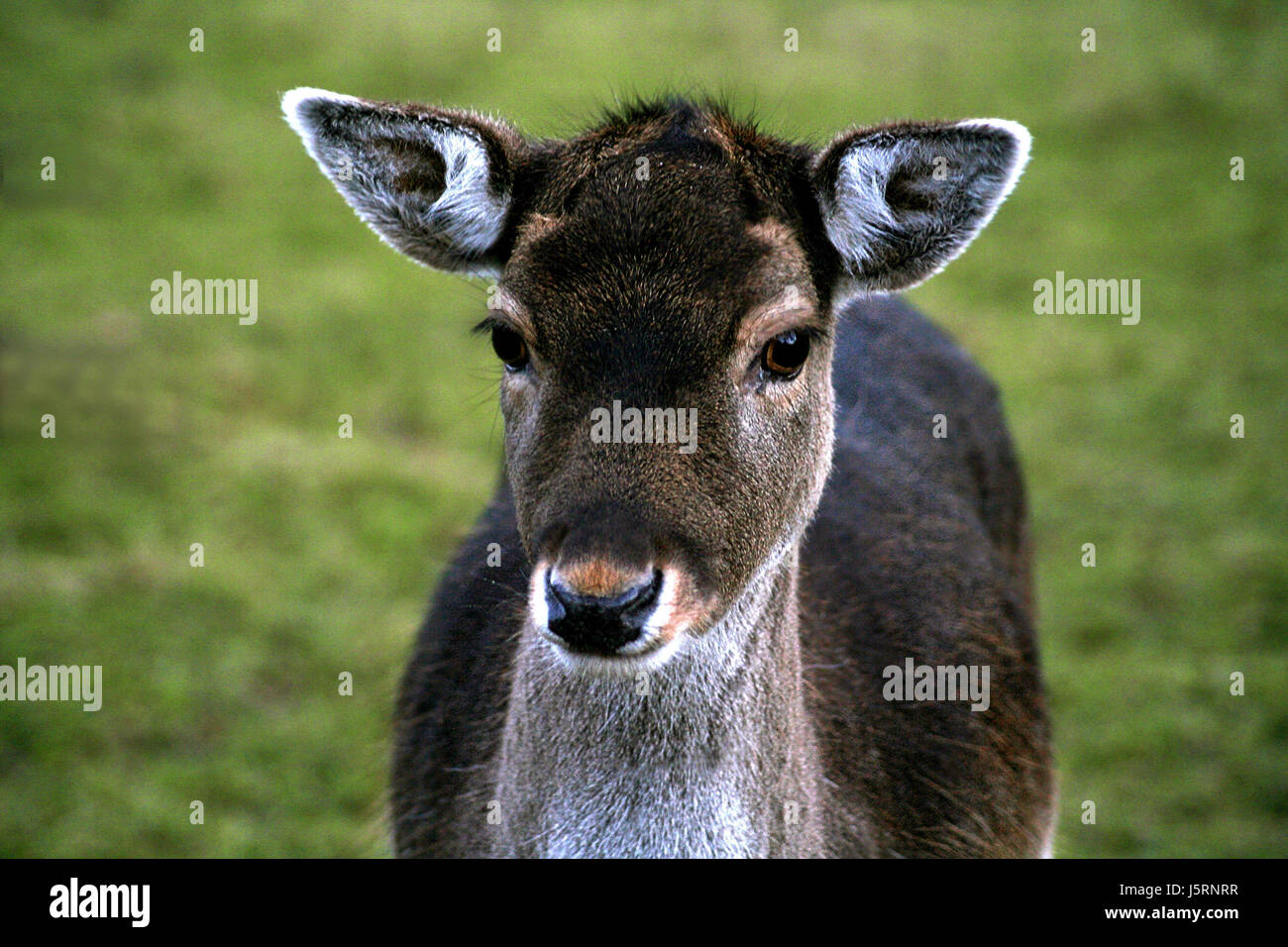 female animal wild portrait eyes look glancing see view looking peeking ...