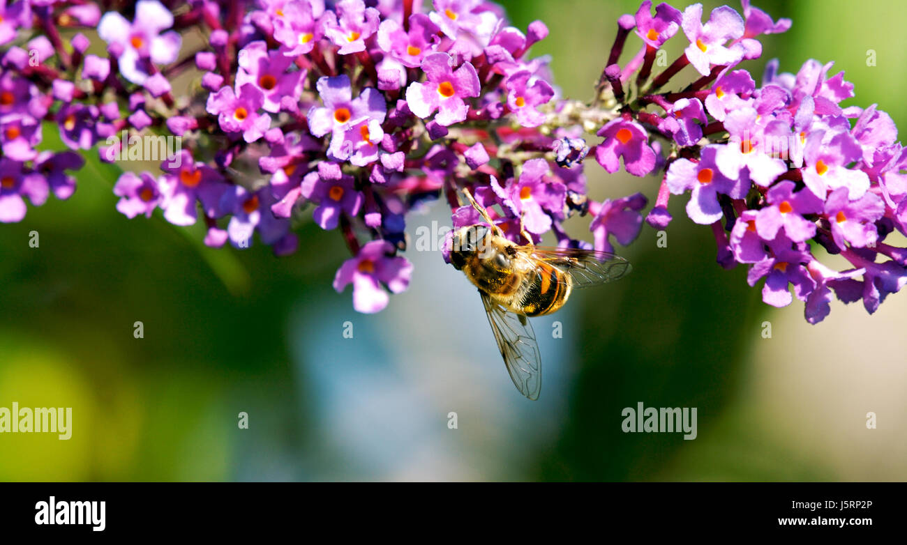 the details of life Stock Photo - Alamy