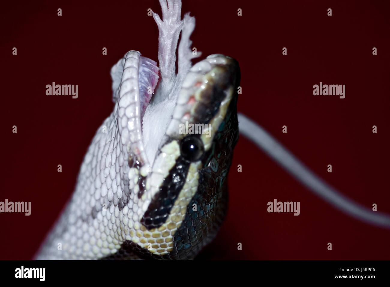 Knigspython hi-res stock photography and images - Alamy