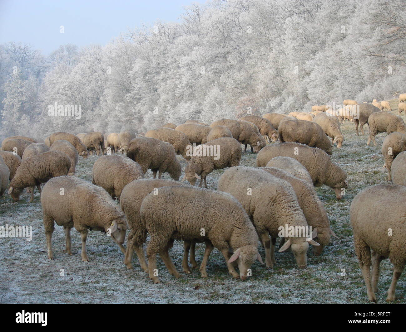 tree winter agriculture farming sheep frost to gorge engulf devour ...