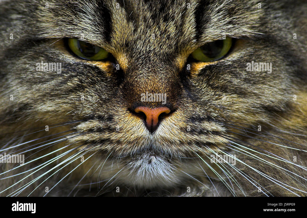 pet face eyes skin hairy bad peccant wickedly evil long fierce ...