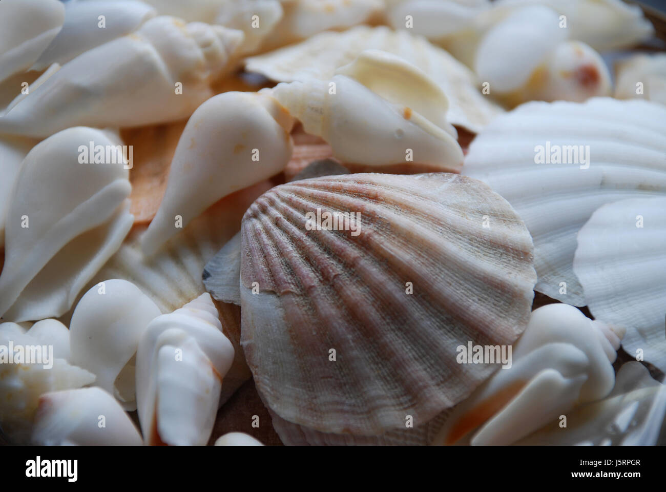 beach seaside the beach seashore shell armour protect protection cover ...