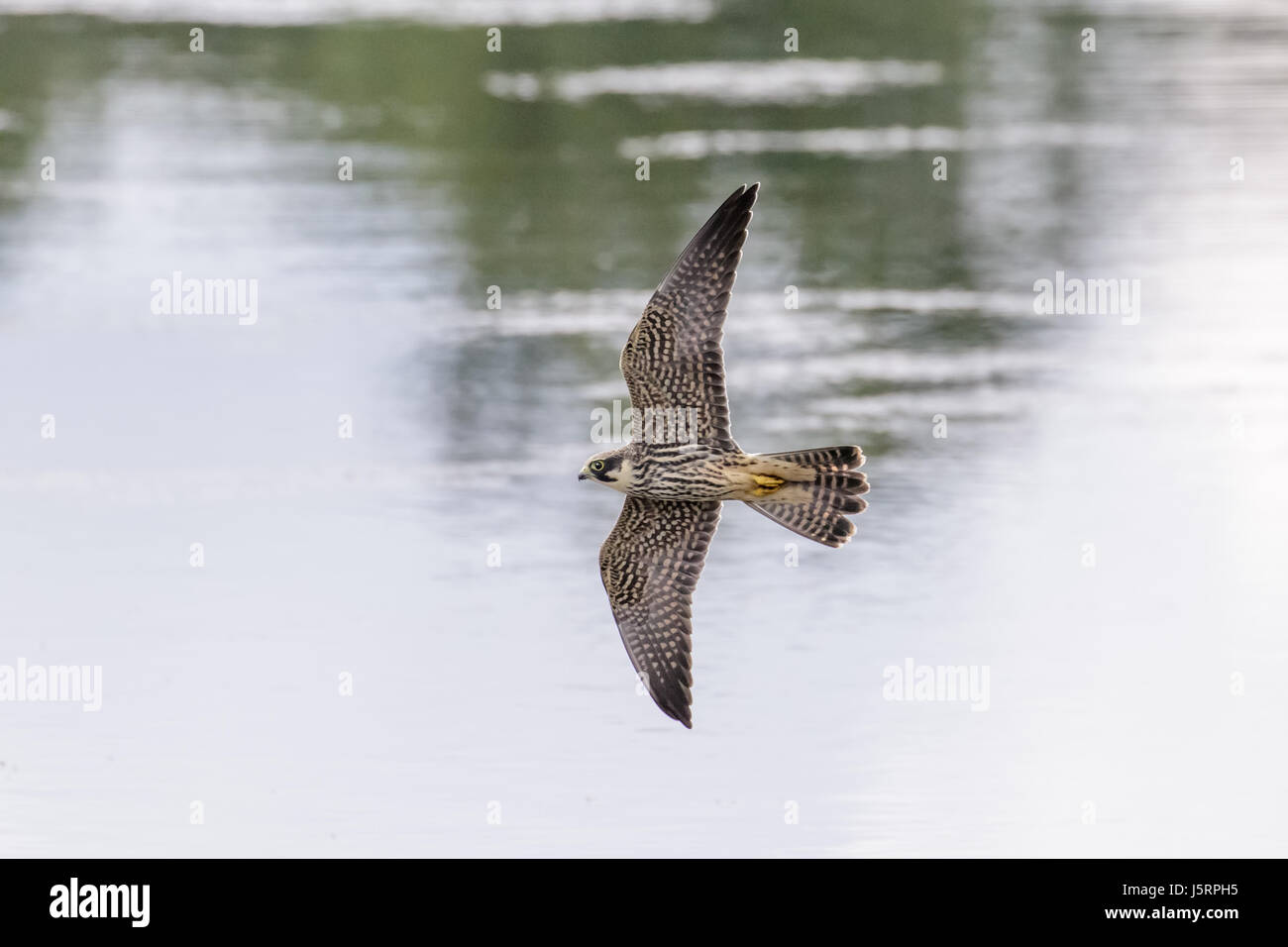 Flying sideways hi-res stock photography and images - Alamy
