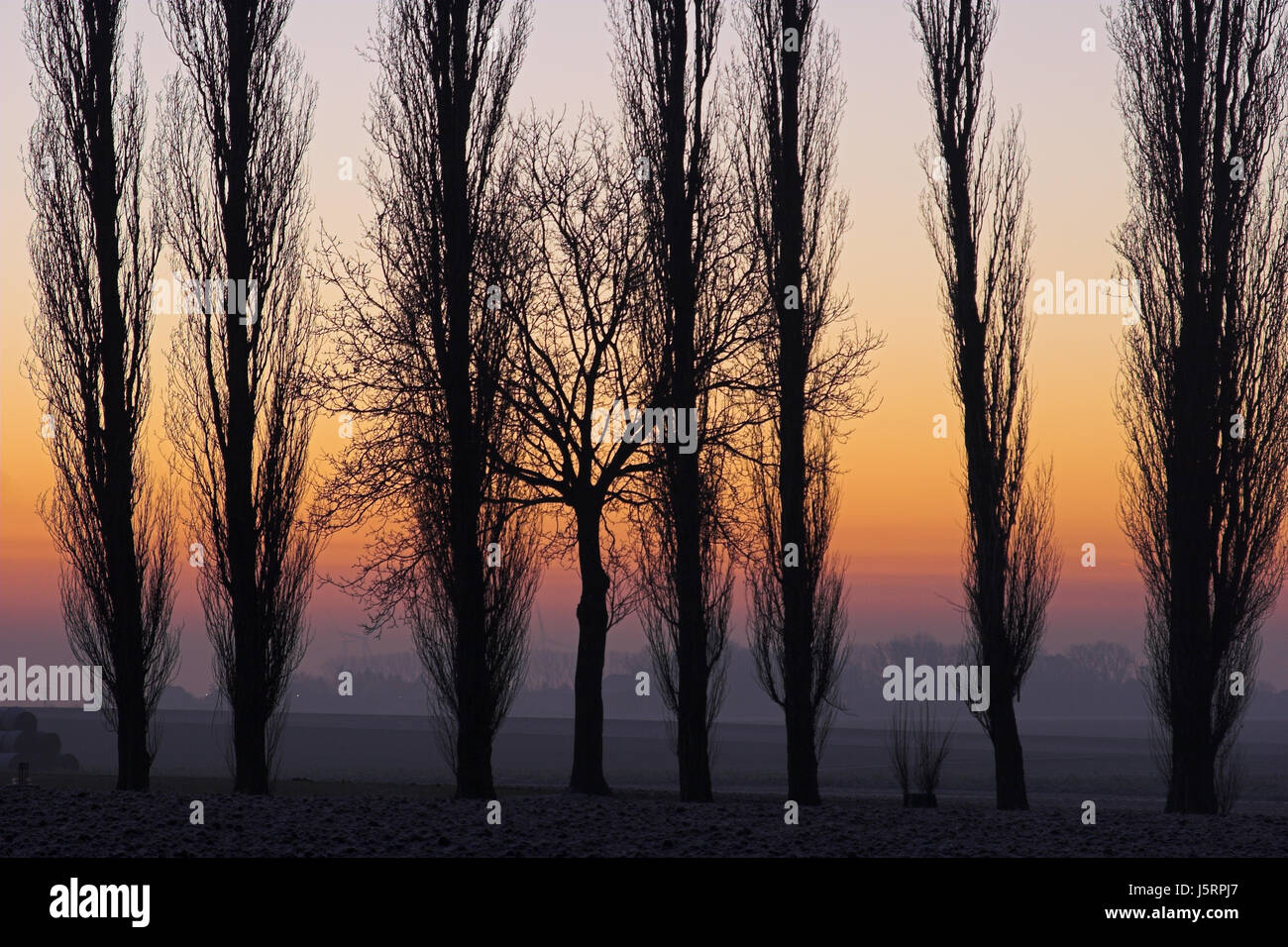 emotions tree trees field fog play of colours mood evening acre end ...