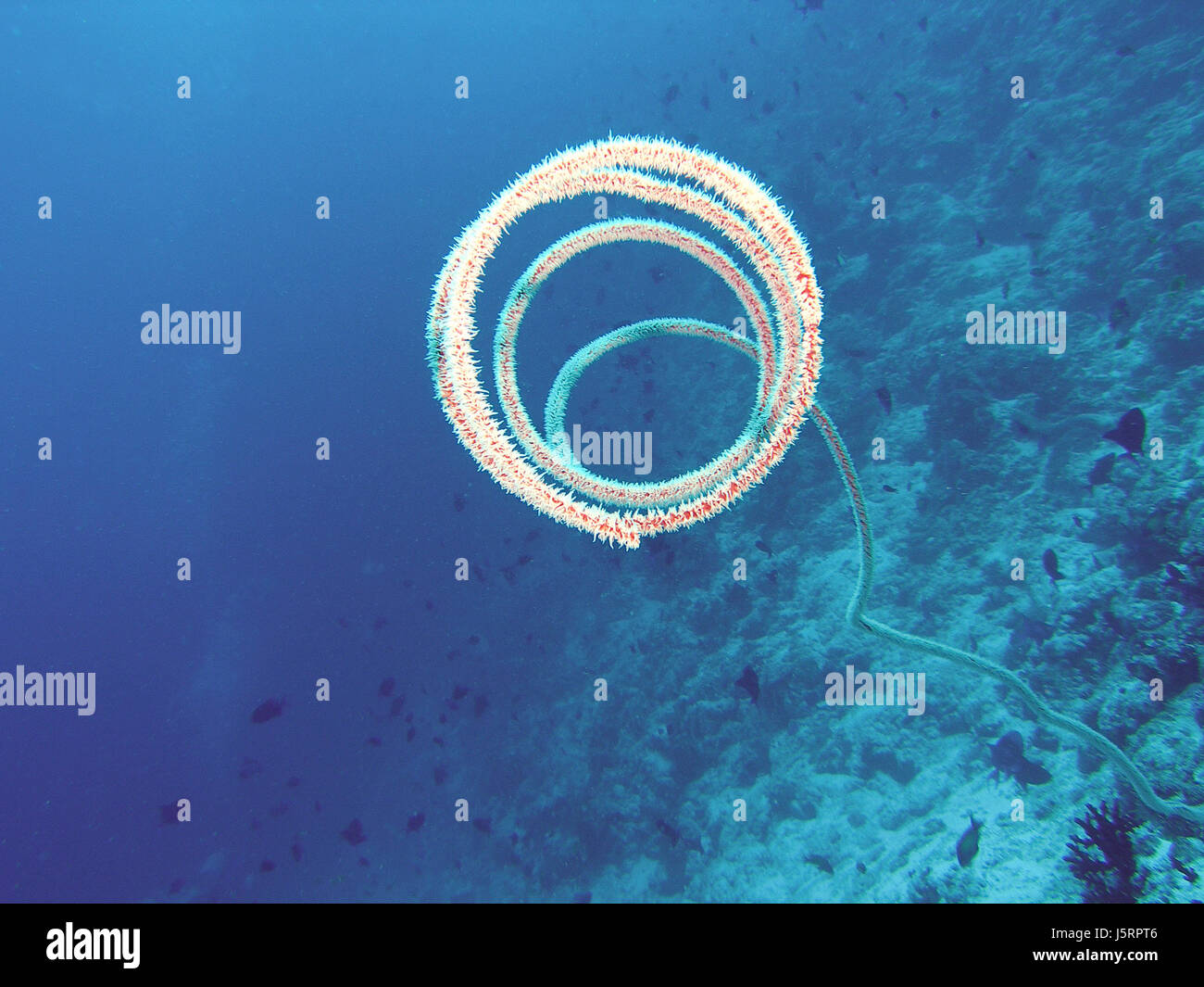 asia underwater maldives spiral delicate dive reef plankton polyps salt ...