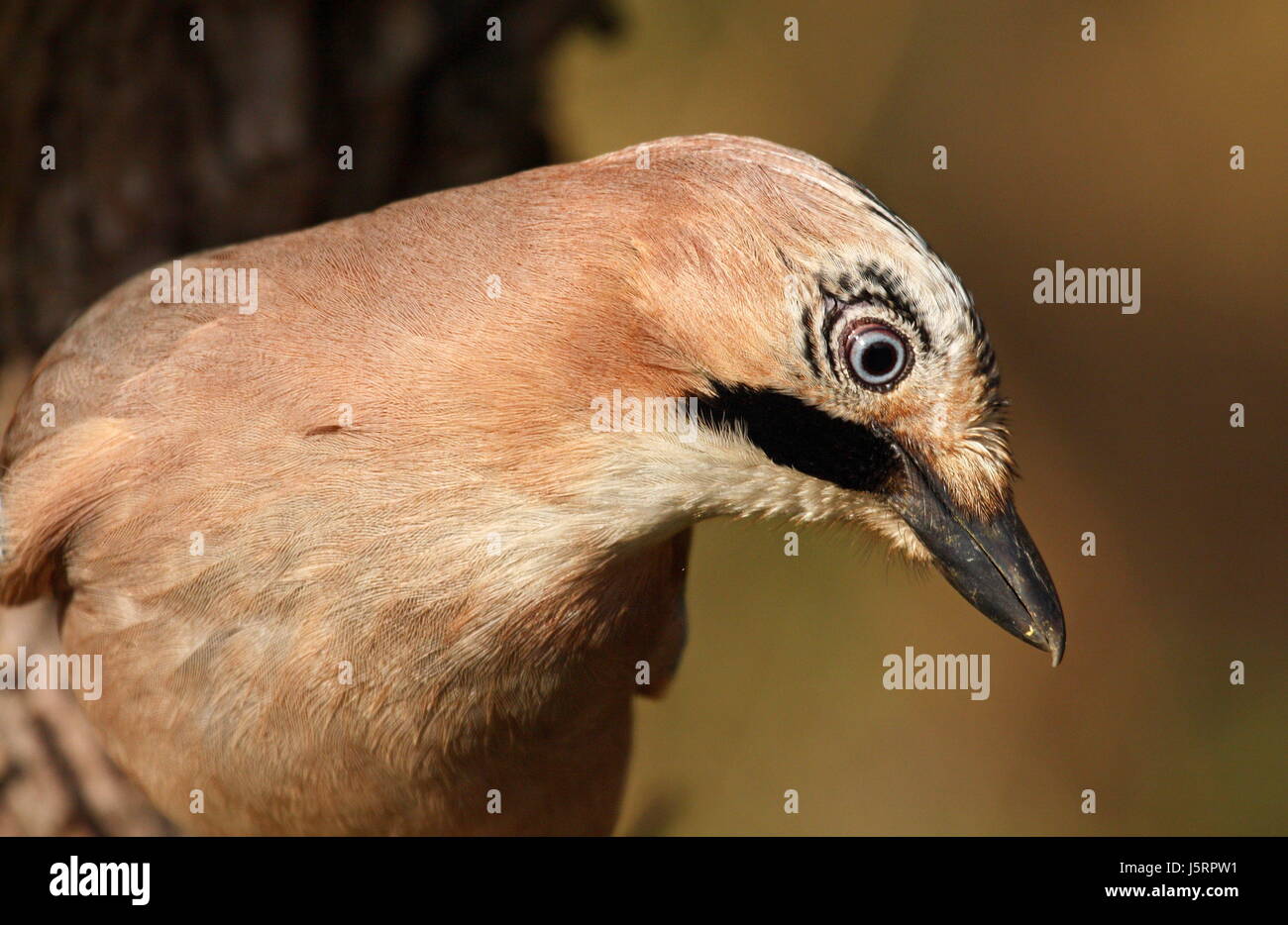 curious nosey nosy portrait eye organ look glancing see view looking ...