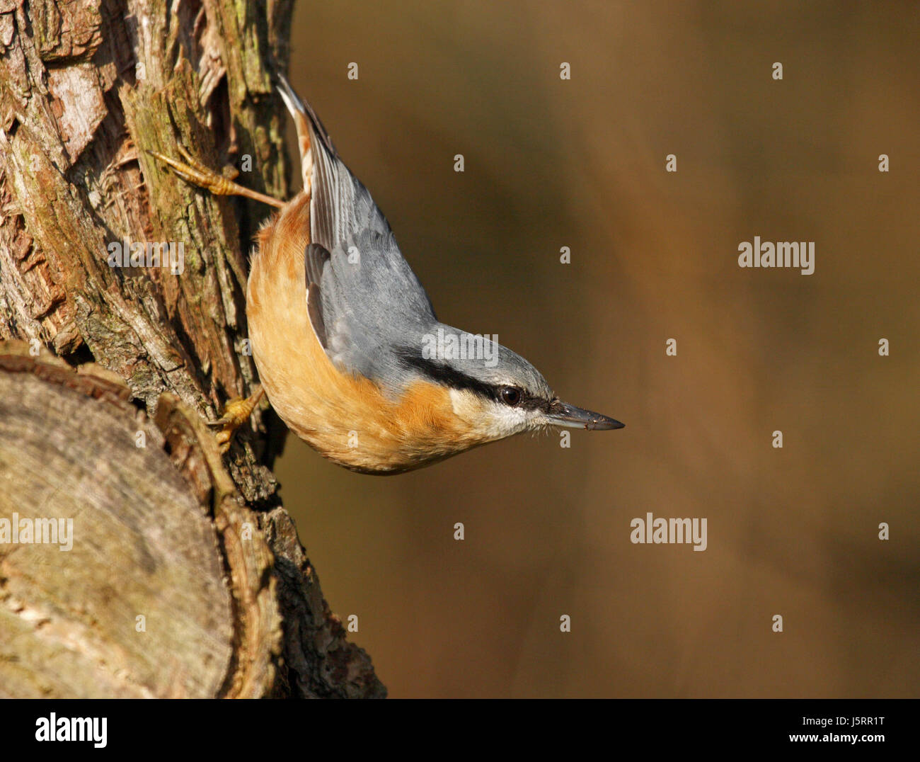 tree trunk beak wildlife singing-bird bobolinks acrobat beaks grey gray ...