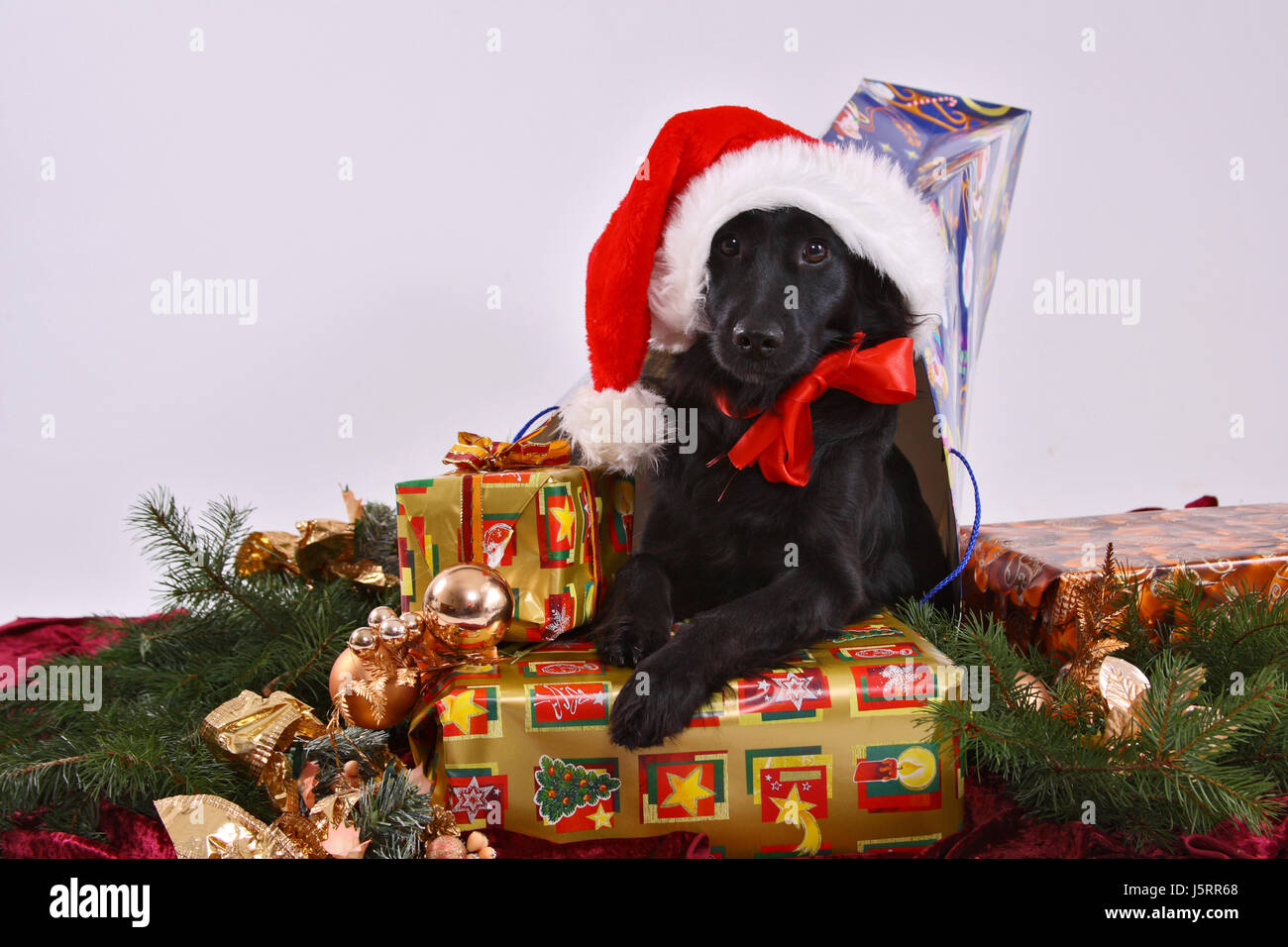 black swarthy jetblack deep black look glancing see view looking ...