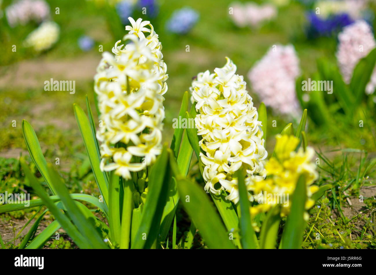 Light yellow hyacinth flowers in the garden as background Stock Photo ...
