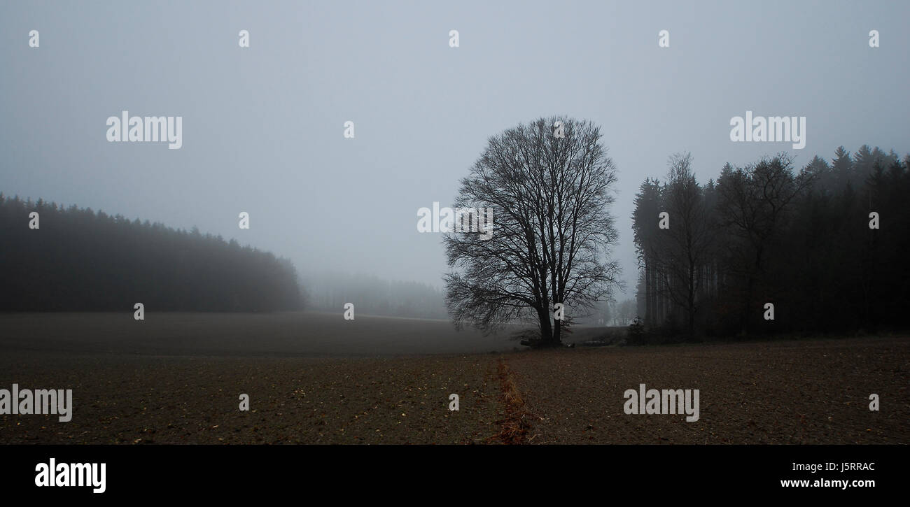 corridor tree field sad fog autumnal bavaria mourning sorrow dismal ...