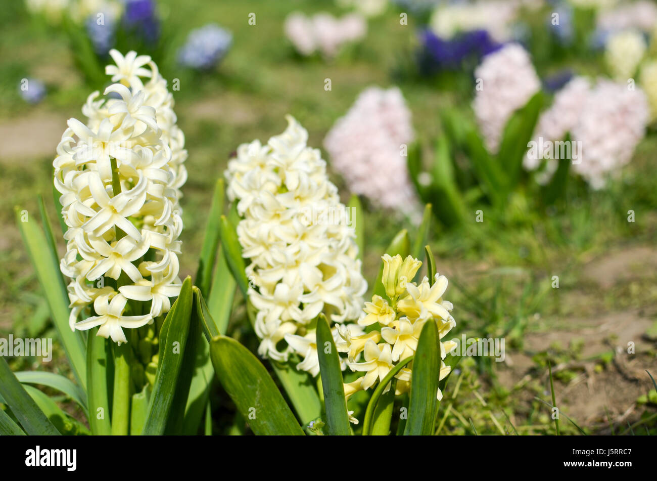 Light yellow hyacinth flowers in the garden as background Stock Photo ...