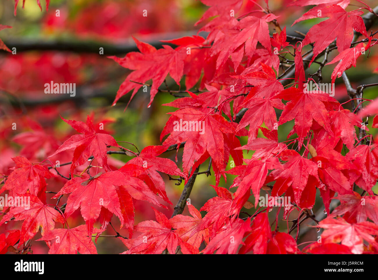 Maple, Japanese maple, Acer palmatum, Bright red autumn leaves wet ...