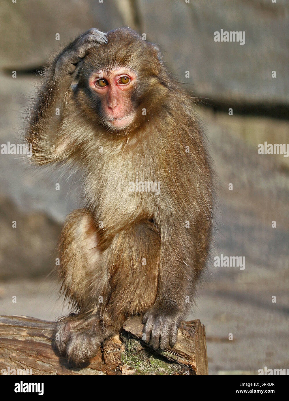 Baffled animal hi-res stock photography and images - Alamy