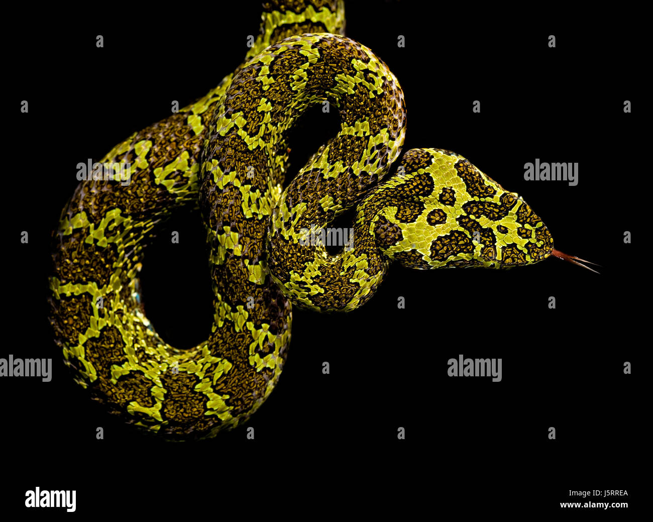Mangshan snake hi-res stock photography and images - Alamy