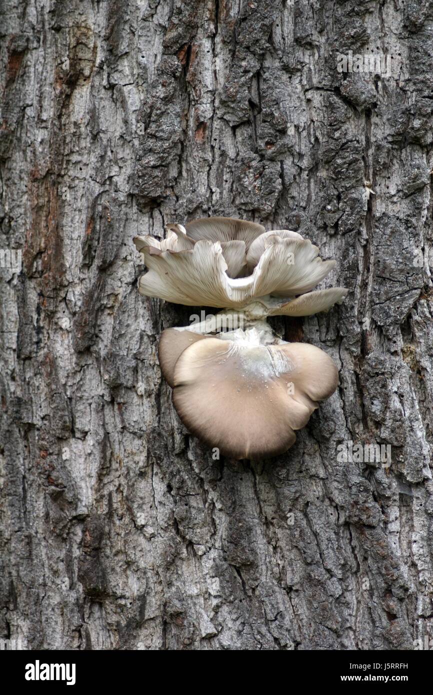 food aliment tree trunk bark mushrooms mushroom fungus sponge parasite ...