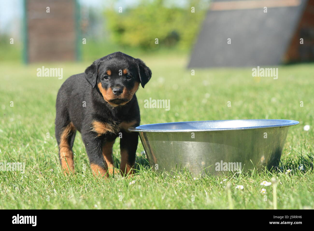 Are Rottweilers Water Dogs