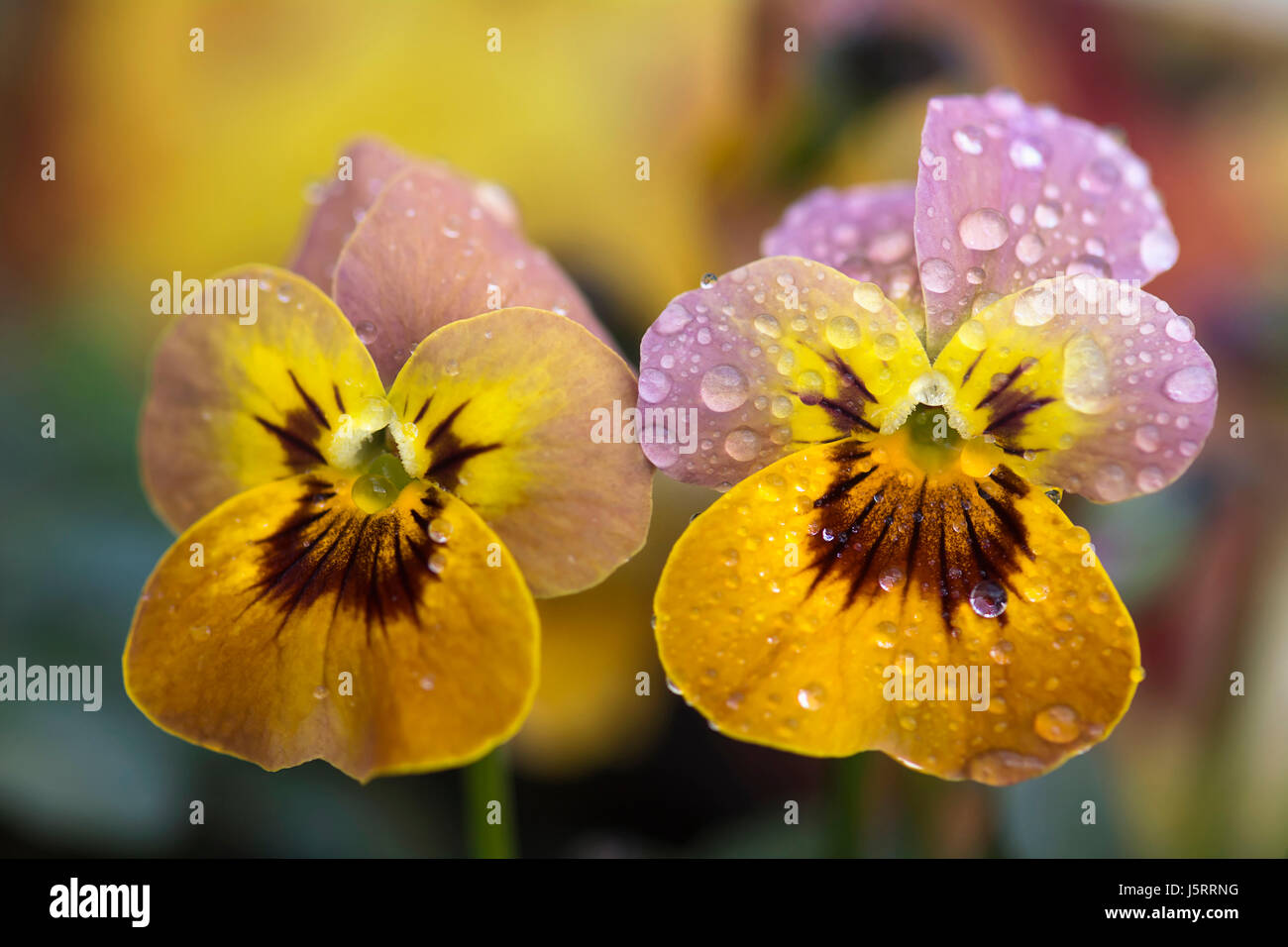 Viola cornata deltini series hi-res stock photography and images - Alamy