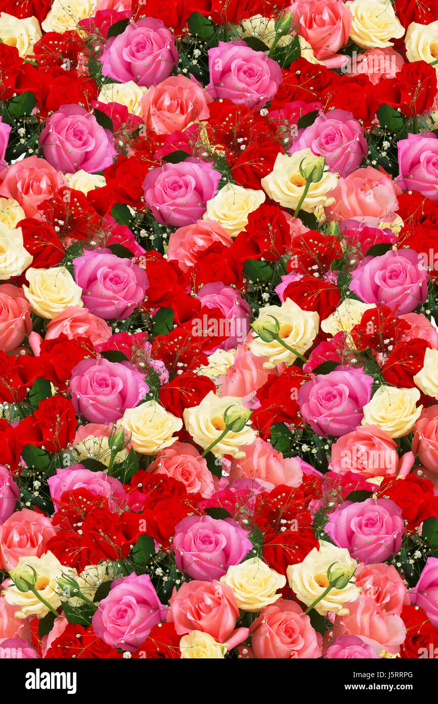 roses - texture Stock Photo - Alamy