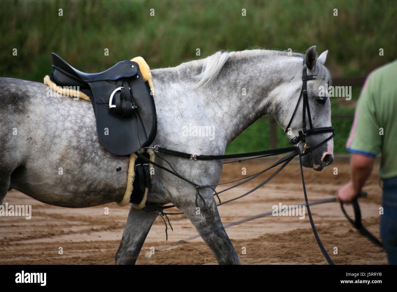 Grey horse lunging hi-res stock photography and images - Alamy
