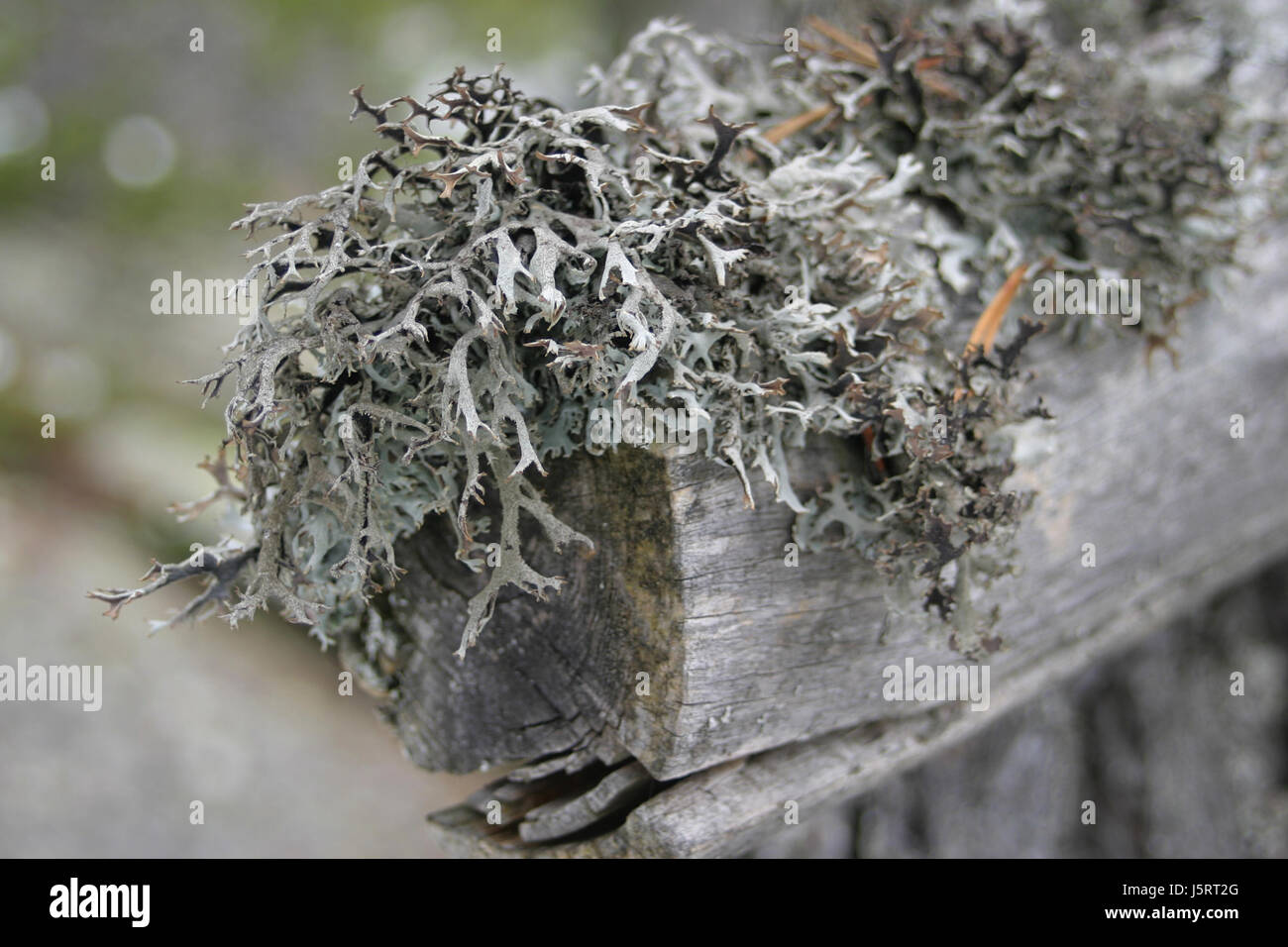 lichen on wood Stock Photo - Alamy