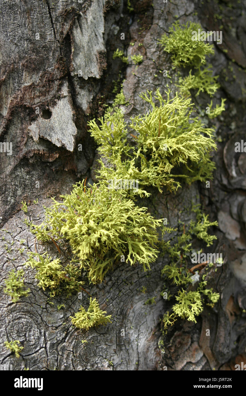 lichen on wood Stock Photo - Alamy