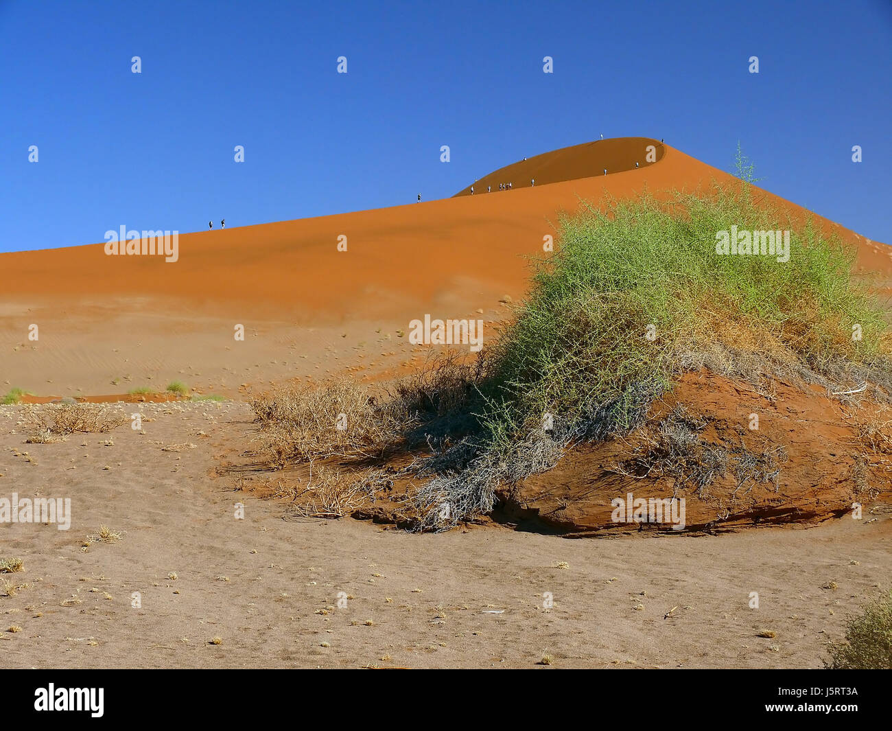Namib desert dune ants hi-res stock photography and images - Alamy