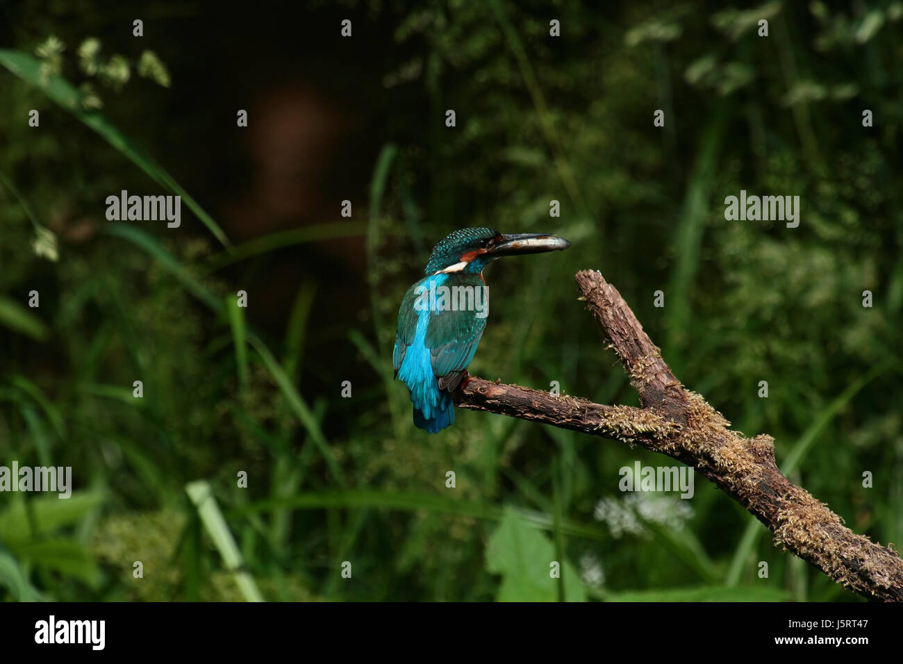 environment enviroment bird conservation of nature birds environmental ...