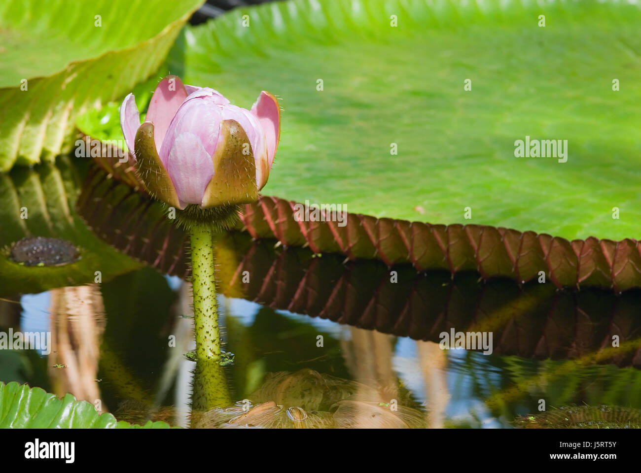 victoria regia,the traveling water lily Stock Photo - Alamy