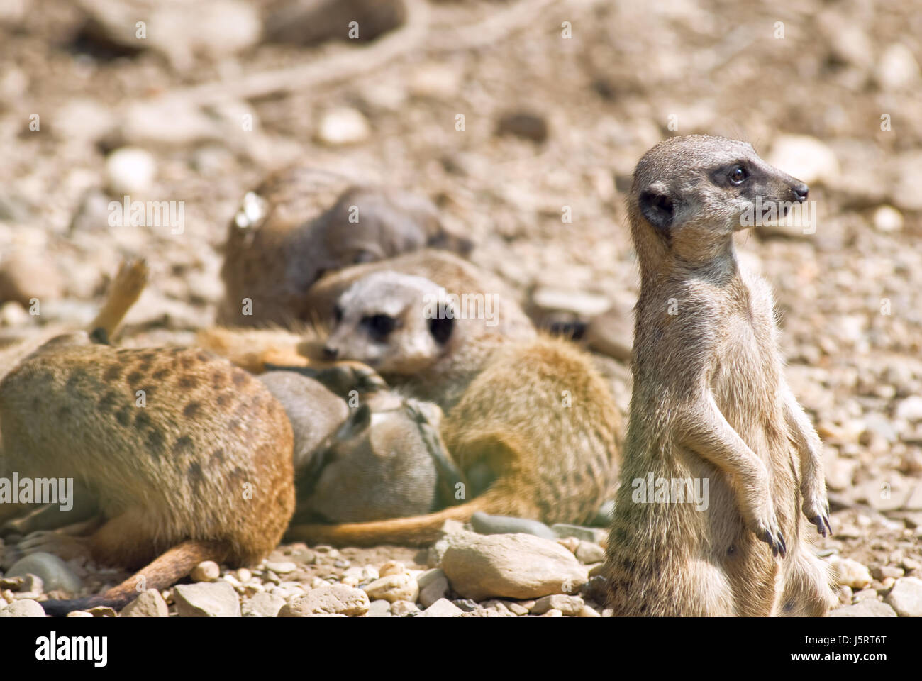 relaxation stone animal snug watchful lie lying lies look glancing see ...