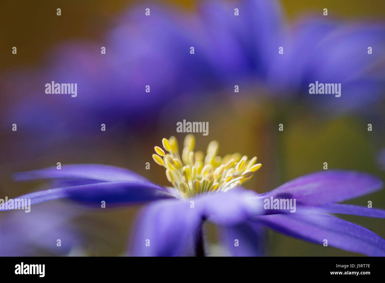 Anemone, Anemone blanda, Windflower Anemone blanda, Side view of single ...