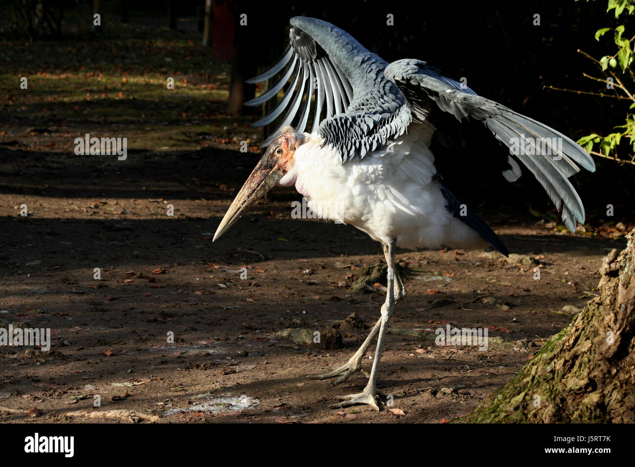 bird birds feathers beak scavenger exotic feathering striking beaks ...