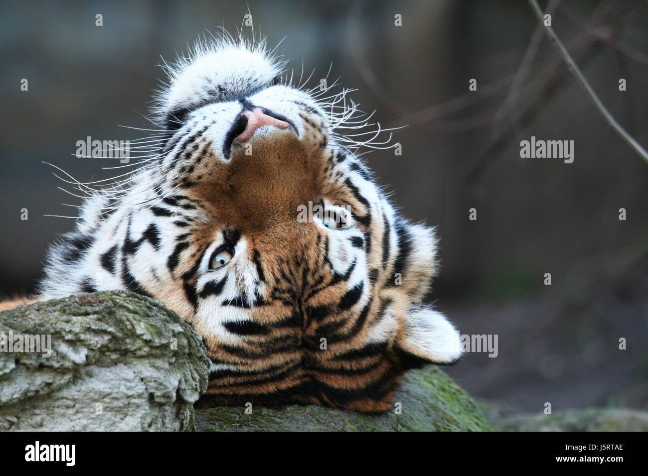 Headlong headfirst hi-res stock photography and images - Alamy