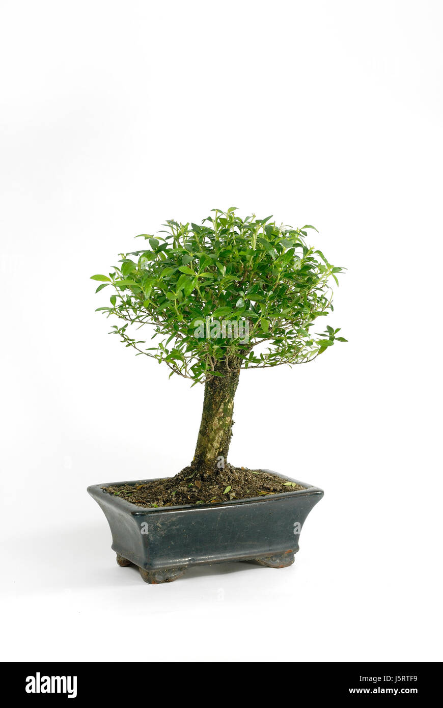 Deciduous bonsai tree Cut Out Stock Images & Pictures - Alamy