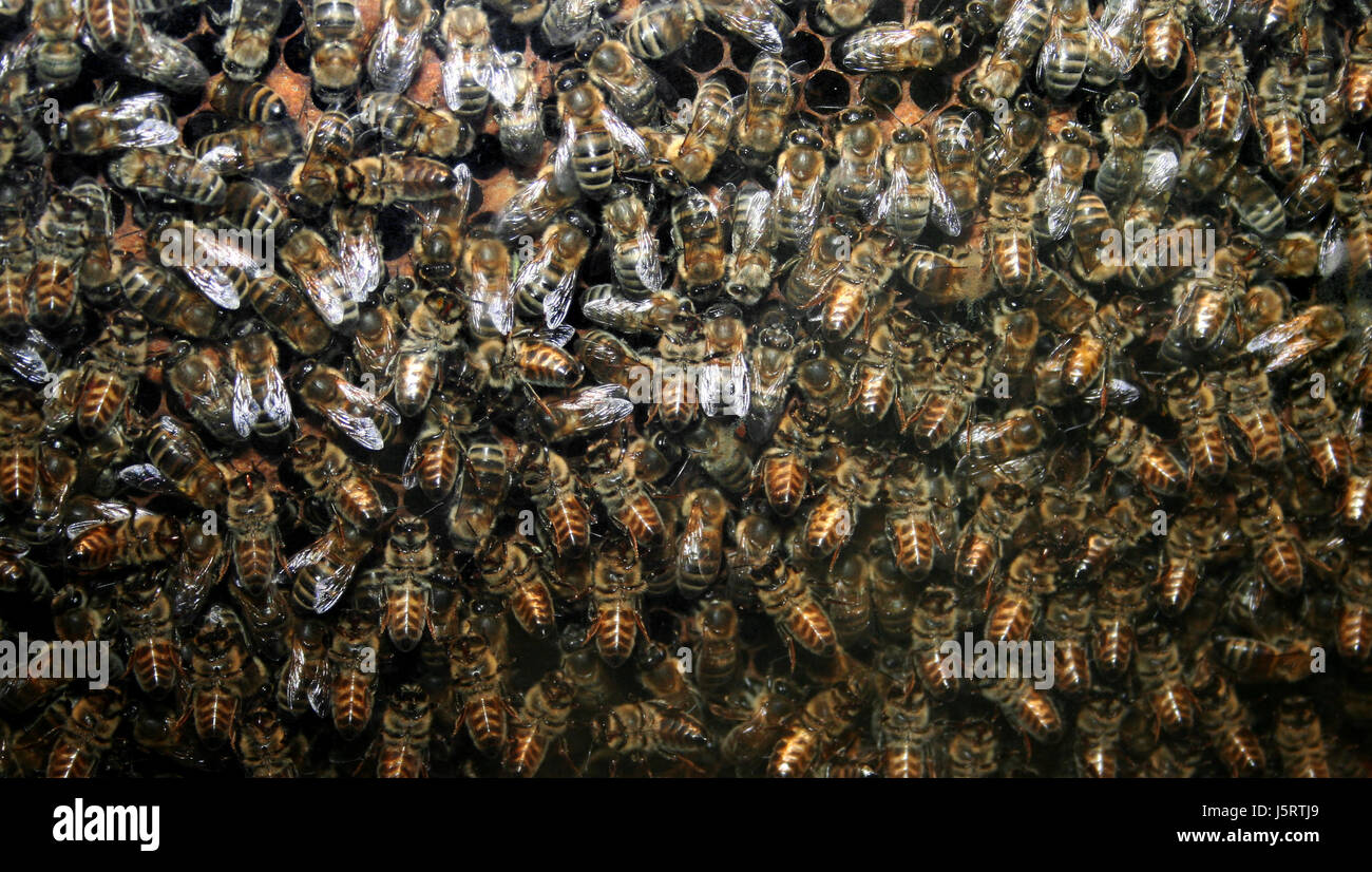 insect insects dust blossoms sting bees pollen beehive nectar nest ...