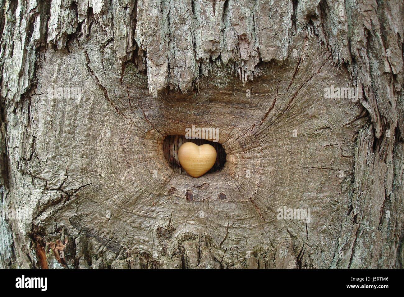 tree wood romantic longing evening oak bark knothole love in love fell ...