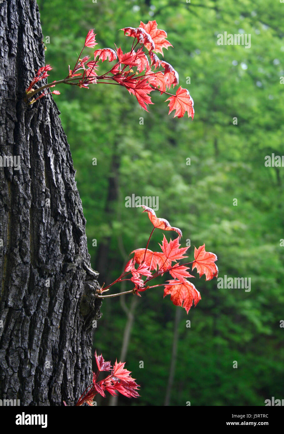 maple in spring Stock Photo - Alamy