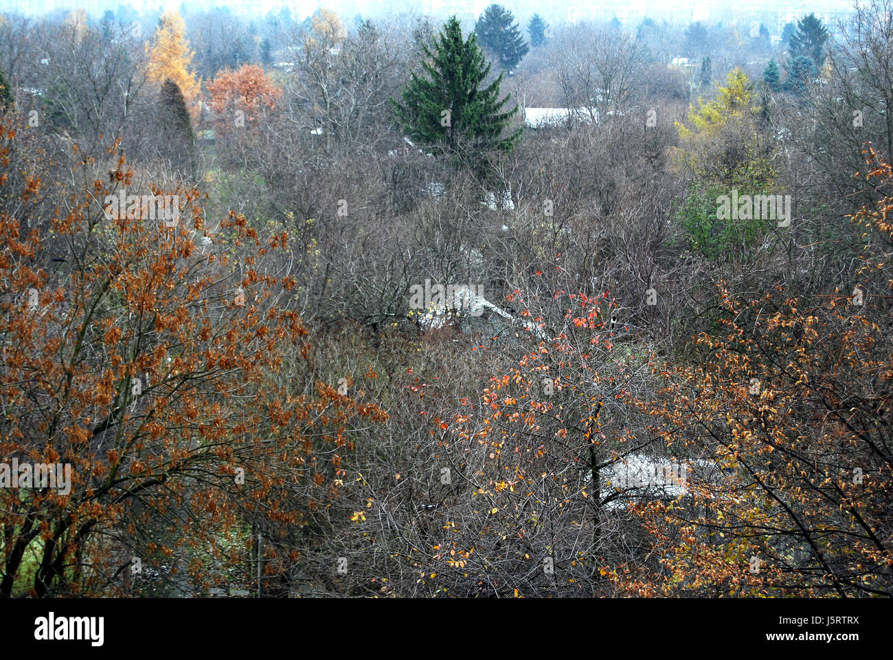 tree trees garden winter deciduous tree branchage conifer gardens ...