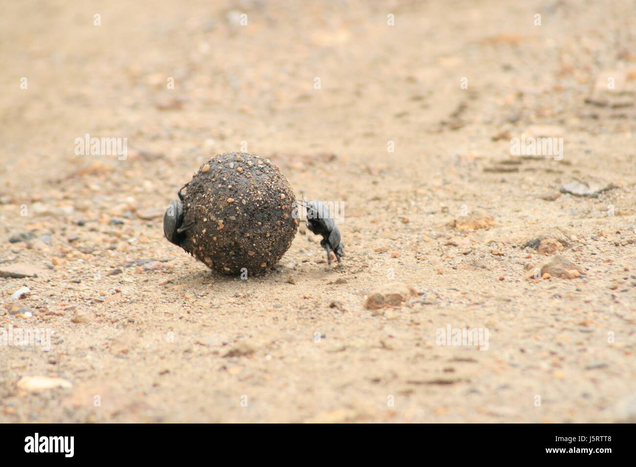 insect national park beetle south africa roll teamwork dung beetle ...