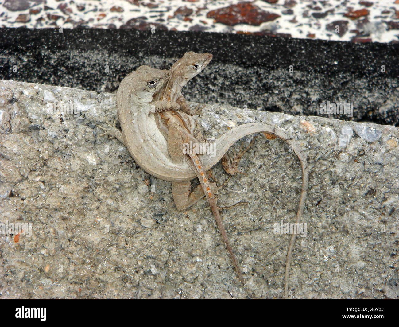 fauna rock offspring reptiles embrace tropical male critters cuba ...