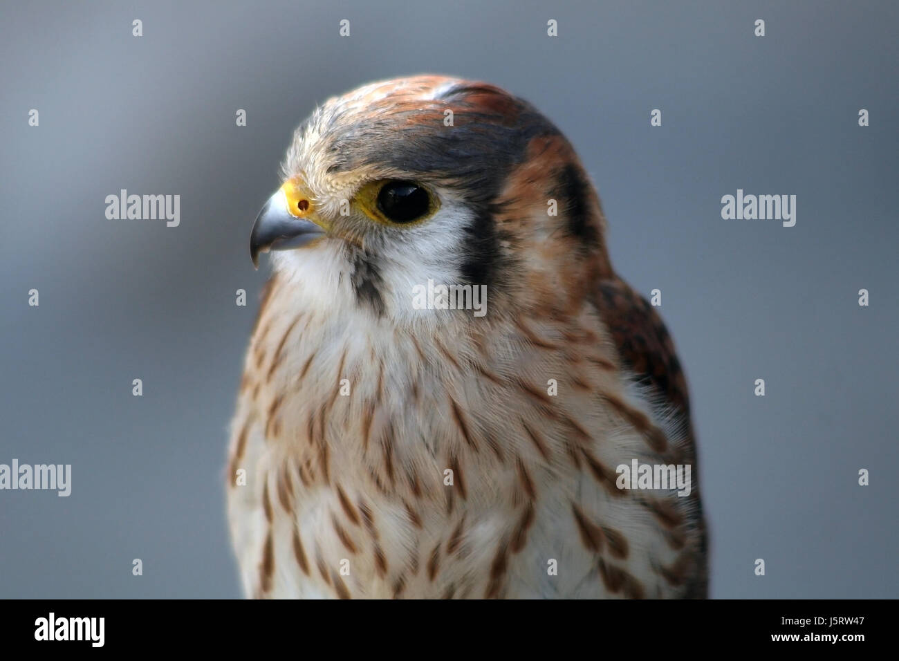 flight bird birds falcon raptor wing striated beak dots beaks feather ...