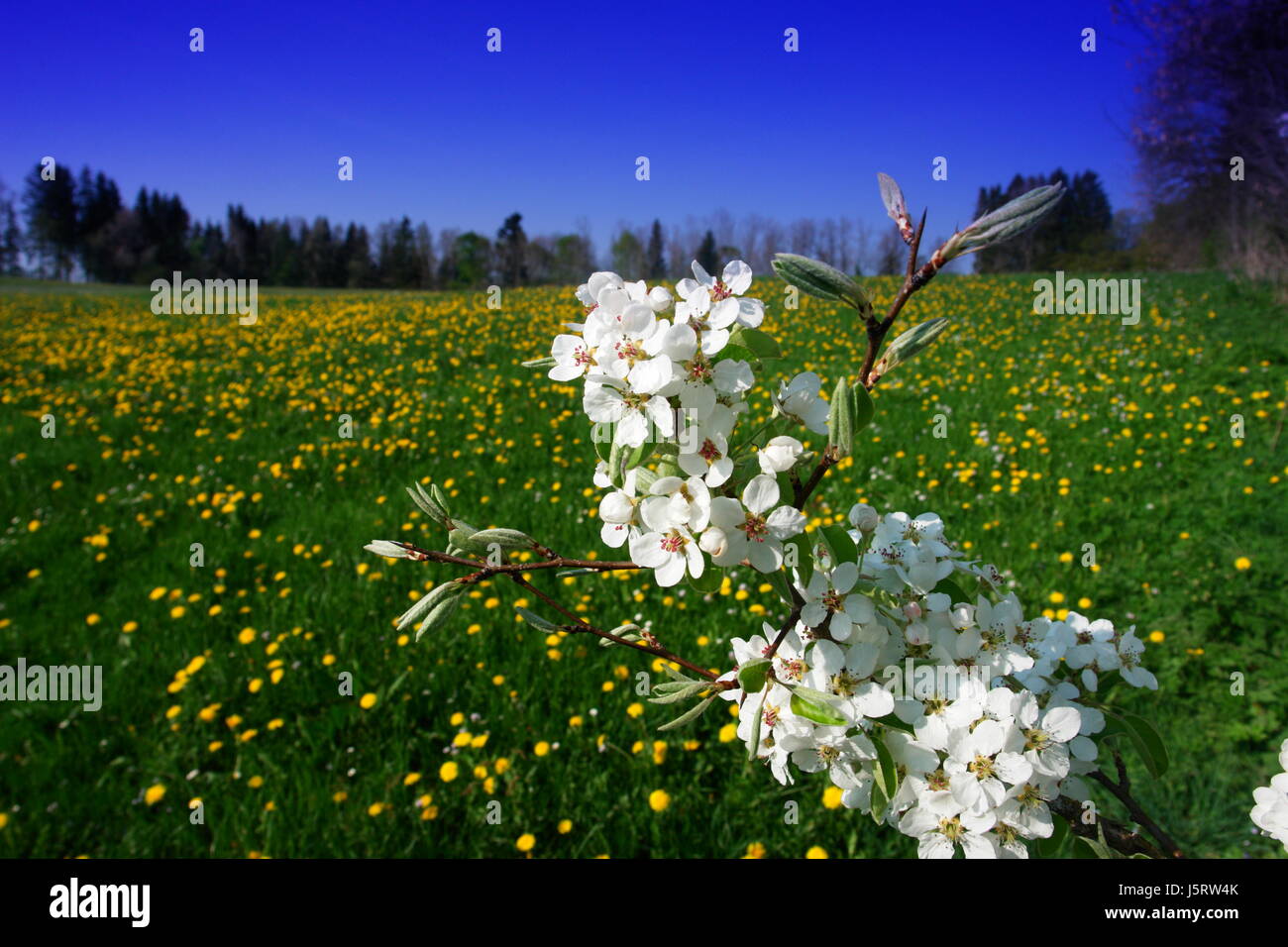 environment enviroment horizon flower plant bloom blossom flourish ...