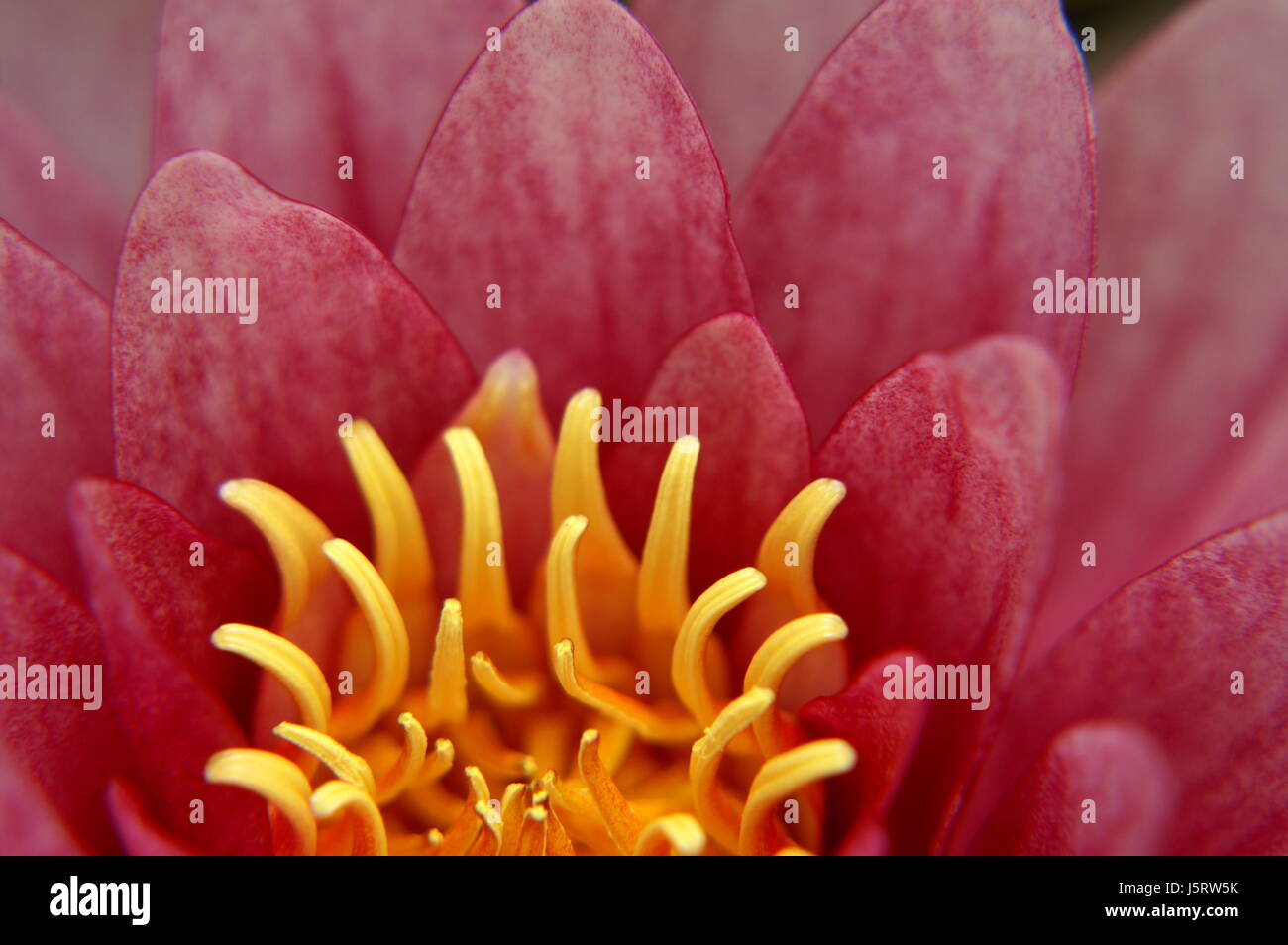 garden flower plant rose bloom blossom flourish flourishing fish pollen ...