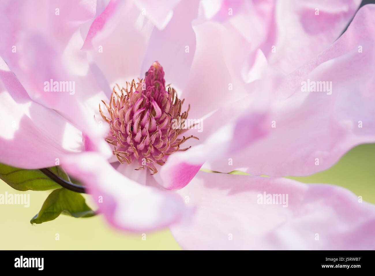 Japanese Magnolia Flower Stock Photos & Japanese Magnolia Flower Stock ...