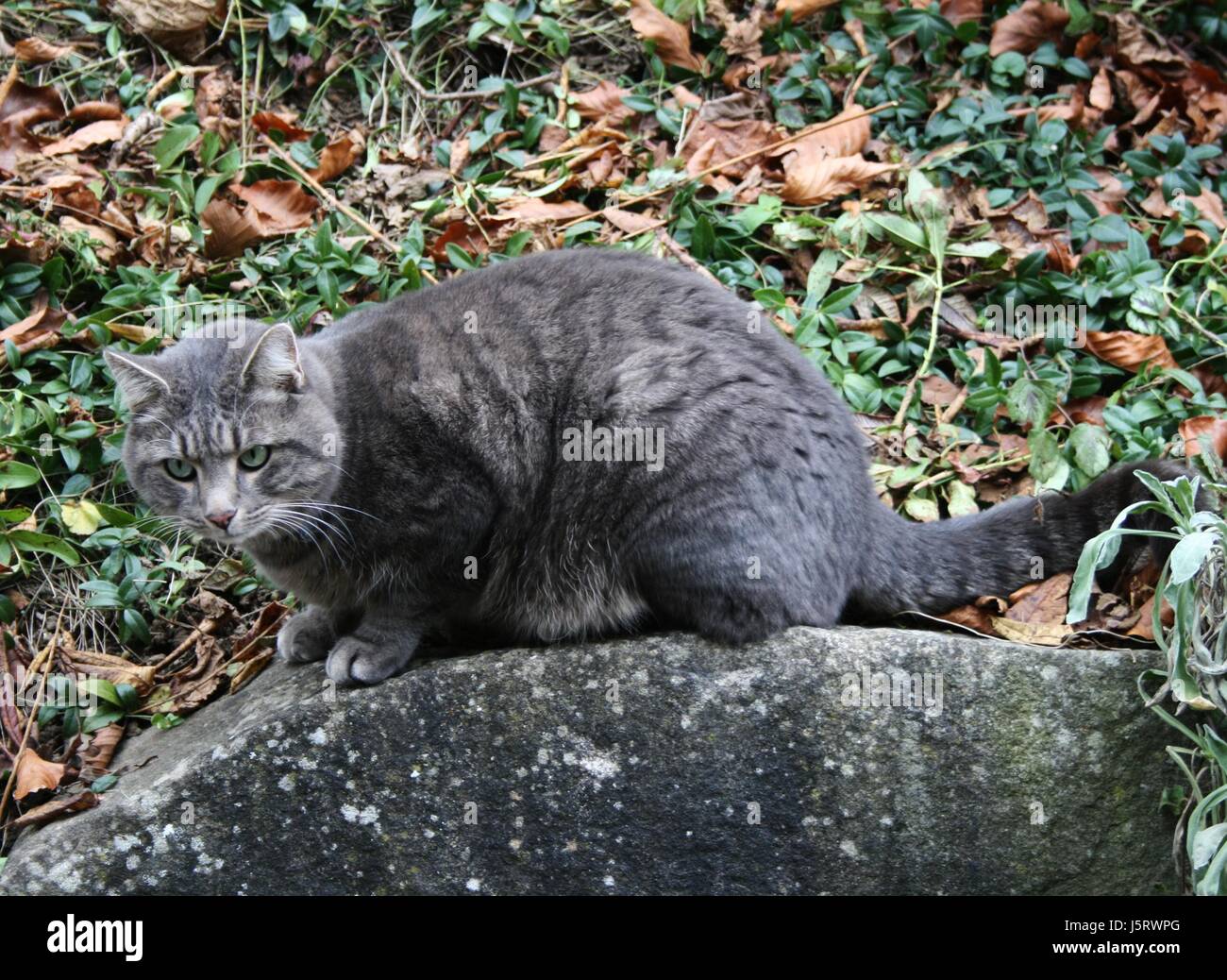 hunter cat big cat feline predator tiger tense stalk pussycat domestic ...