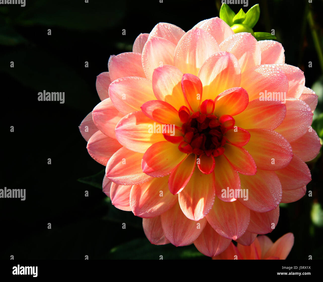 Flanzen hi-res stock photography and images - Alamy